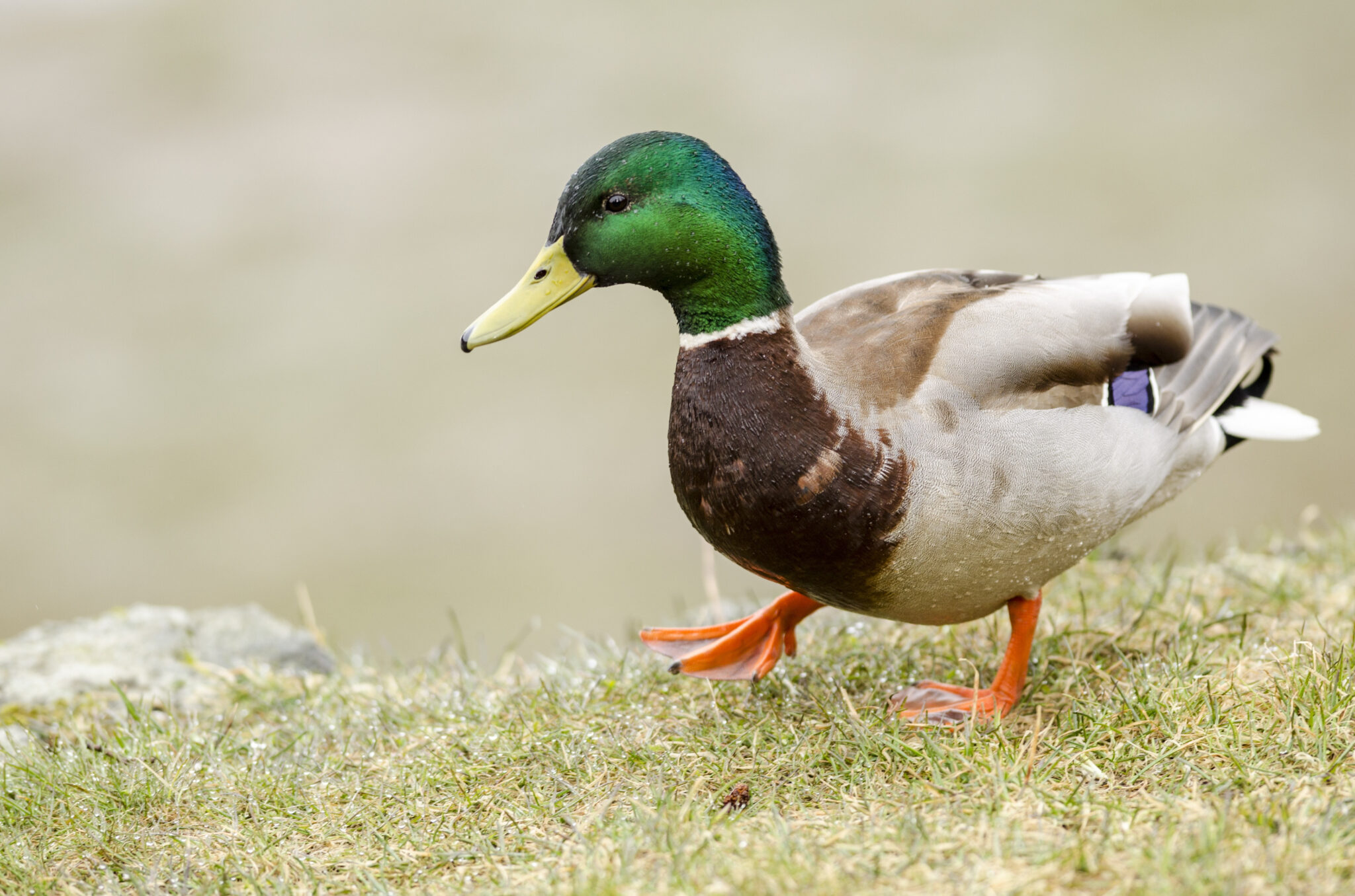 Duck Hunting Essentials: What Every Hunter Should Know - HuntHalo