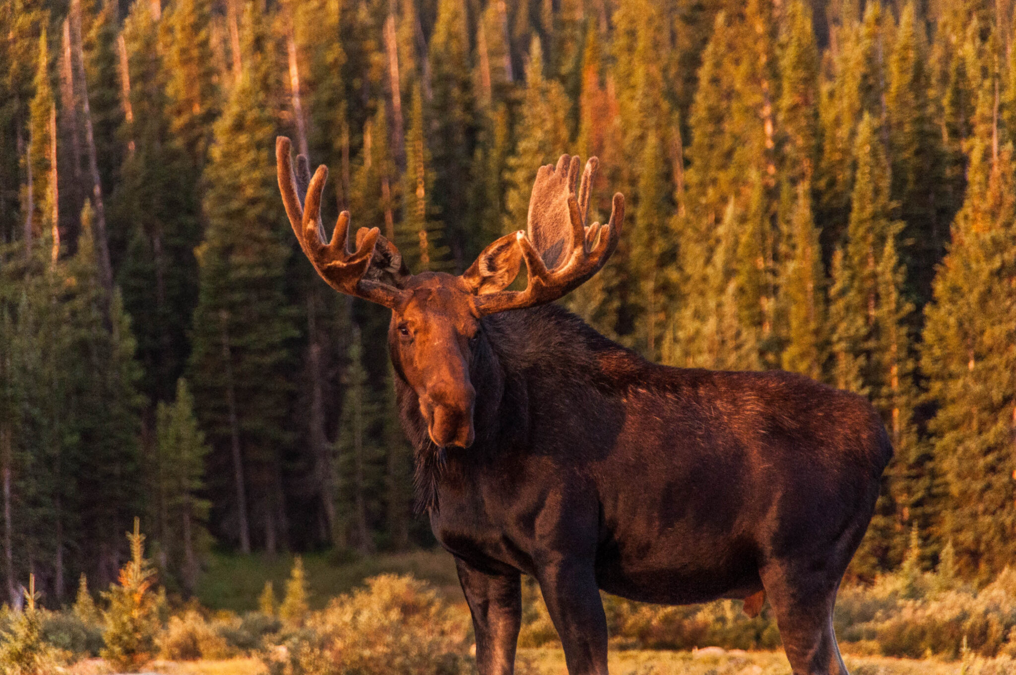 Ultimate Guide to Moose Hunting: Tips and Techniques for Success - HuntHalo