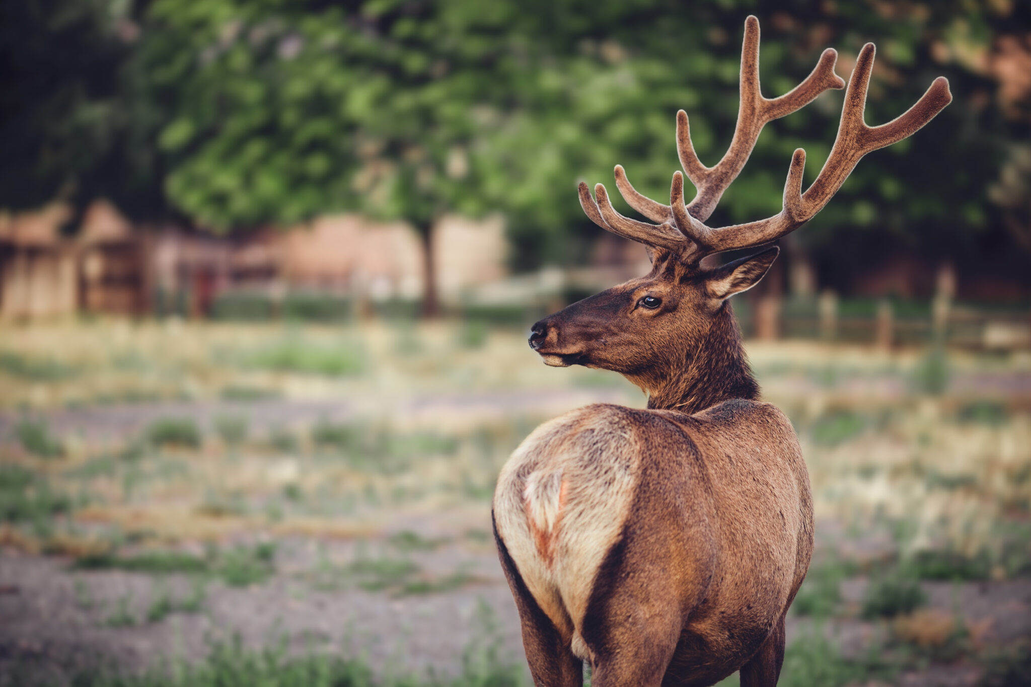 Wisconsins Deer Hunting: Season Dates, License Requirements, and More ...