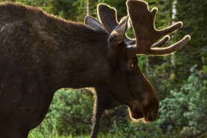 Ultimate Guide to Moose Hunting: Tips and Techniques for Success - HuntHalo