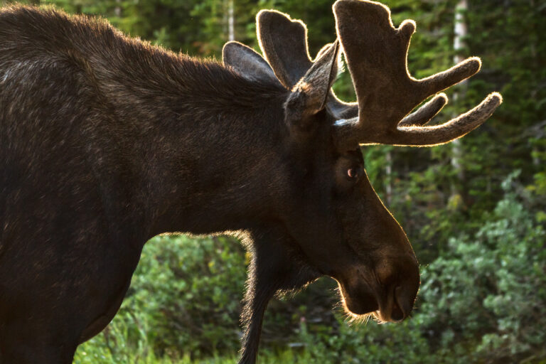 Ultimate Guide to Moose Hunting: Tips and Techniques for Success - HuntHalo