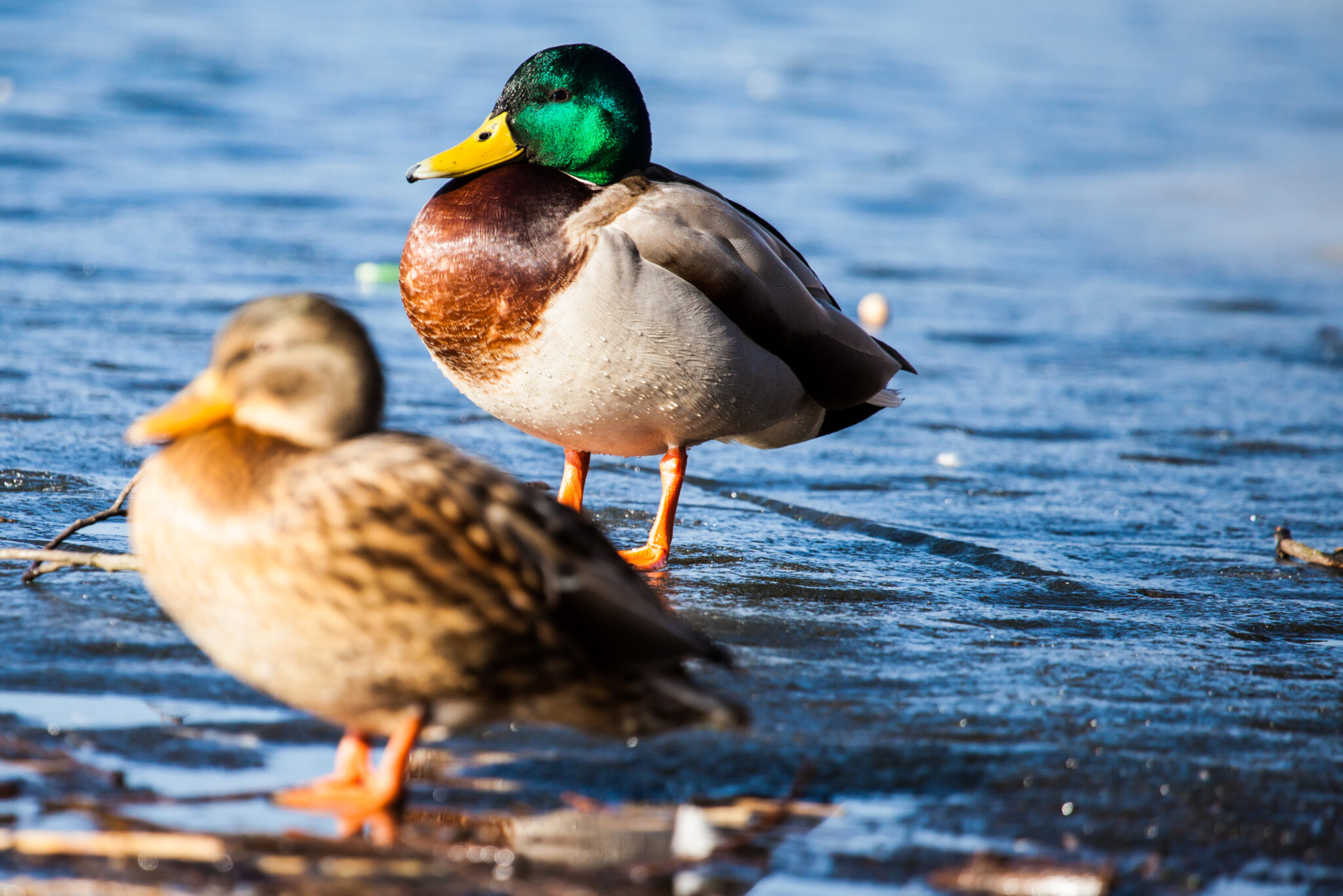 Duck Hunting Essentials: What Every Hunter Should Know - HuntHalo