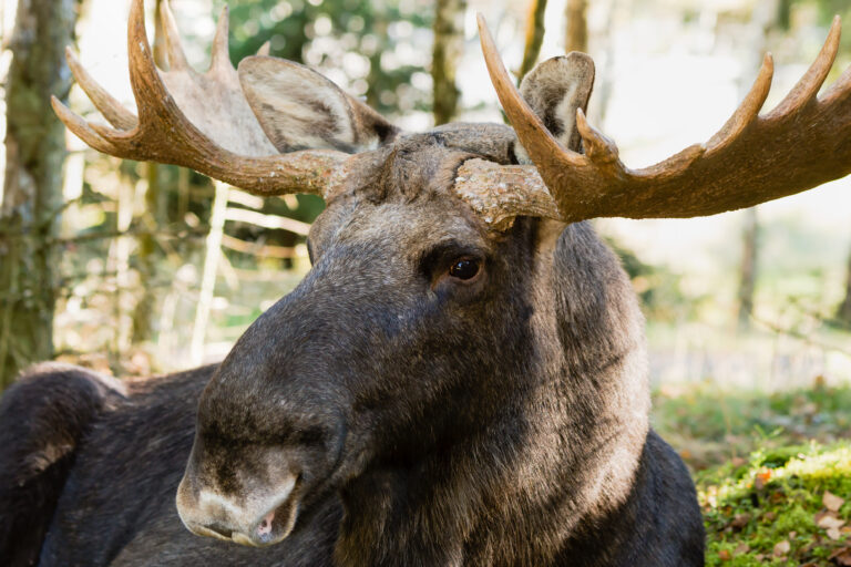 Ultimate Guide to Moose Hunting: Tips and Techniques for Success - HuntHalo