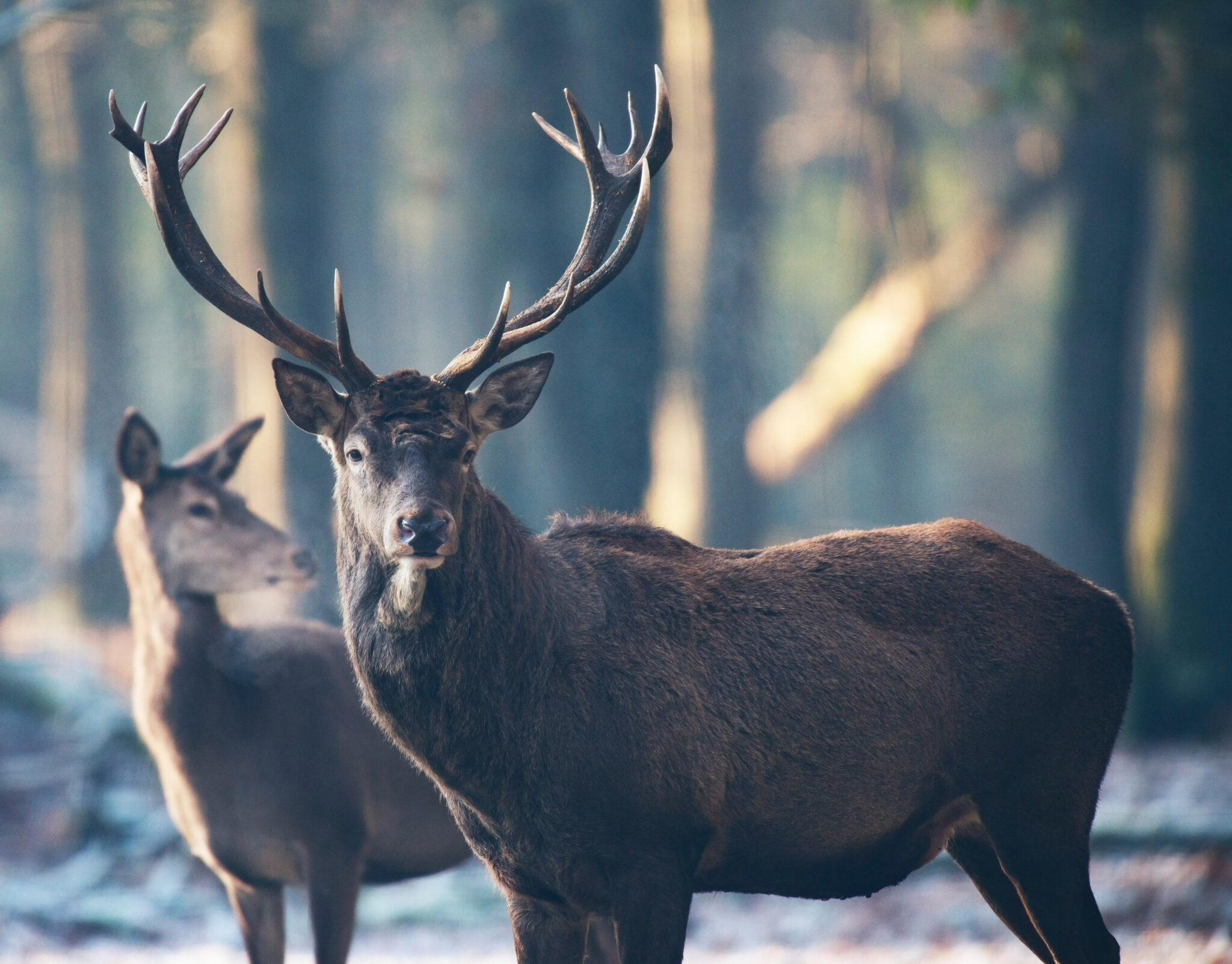 Wisconsins Deer Hunting: Season Dates, License Requirements, and More ...