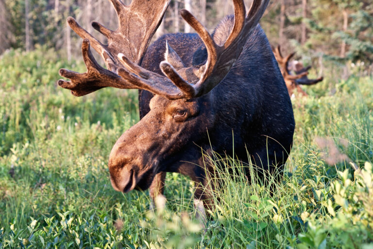 Ultimate Guide to Moose Hunting: Tips and Techniques for Success - HuntHalo